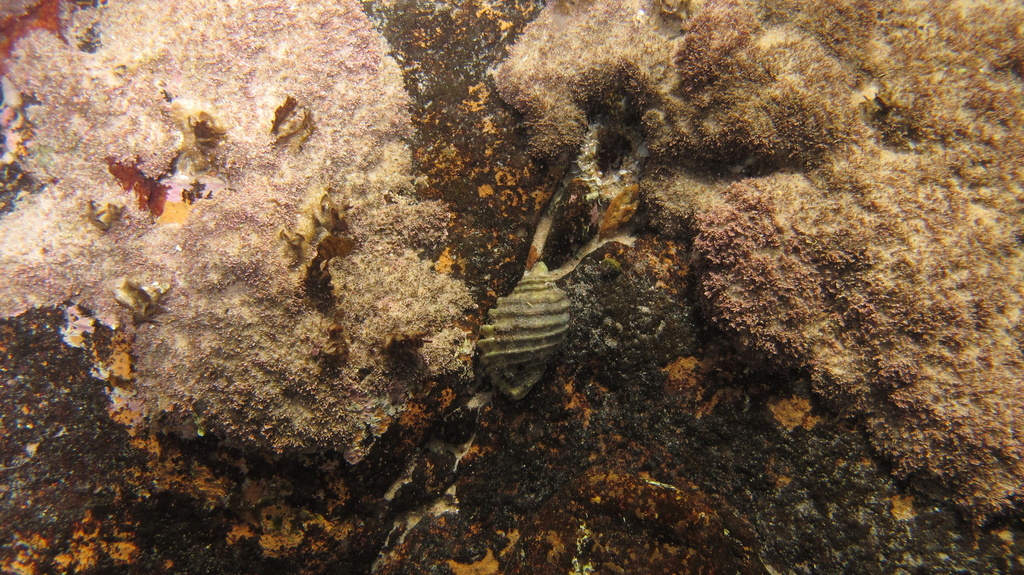 Cart-Rut Shell from Mallacoota, VIC, AU on March 15, 2025 at 12:44 PM ...