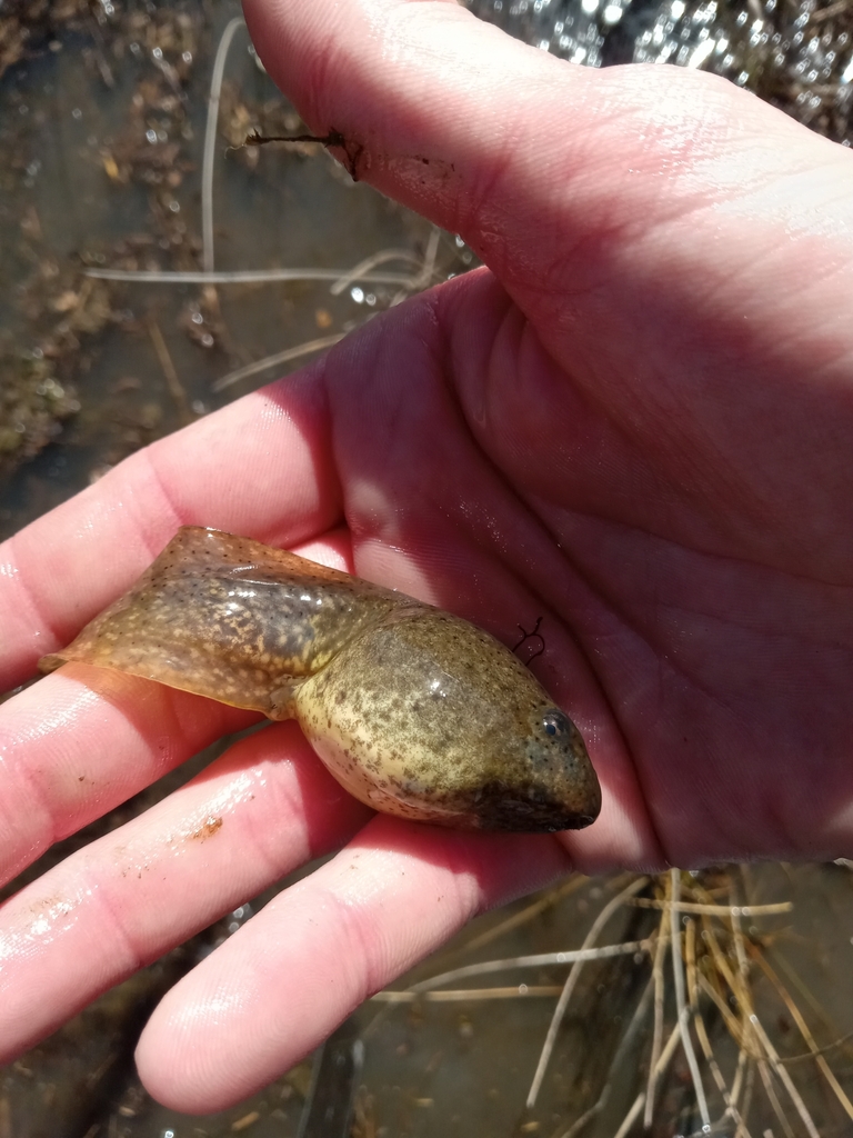 American Bullfrog from Central Township, MO, USA on March 11, 2025 at ...