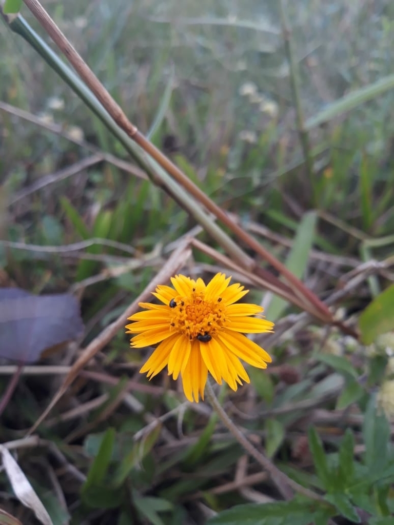 trailing daisy from Valença, BA, 45400-000, Brasil on August 09, 2019 ...