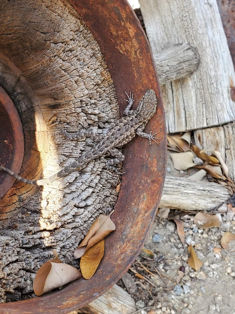 Western Side-blotched Lizard from Indio, CA 92201, USA on March 15 ...
