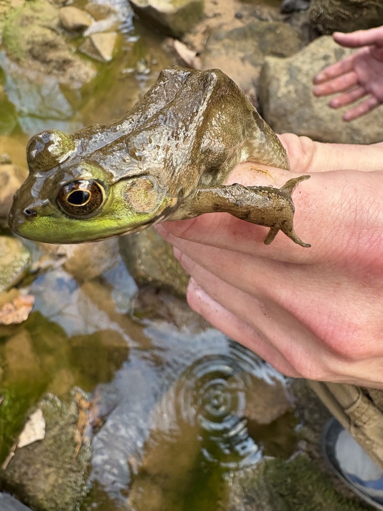 American Bullfrog from Lake Guntersville State Park, Guntersville, AL ...