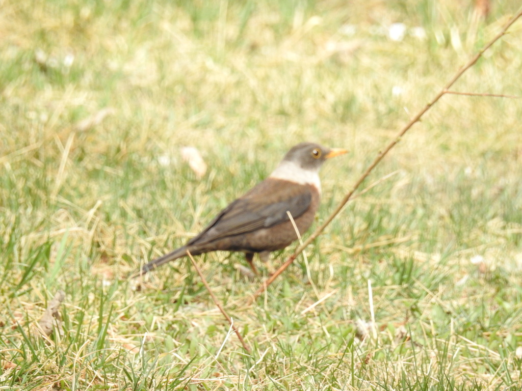White Collared Blackbird