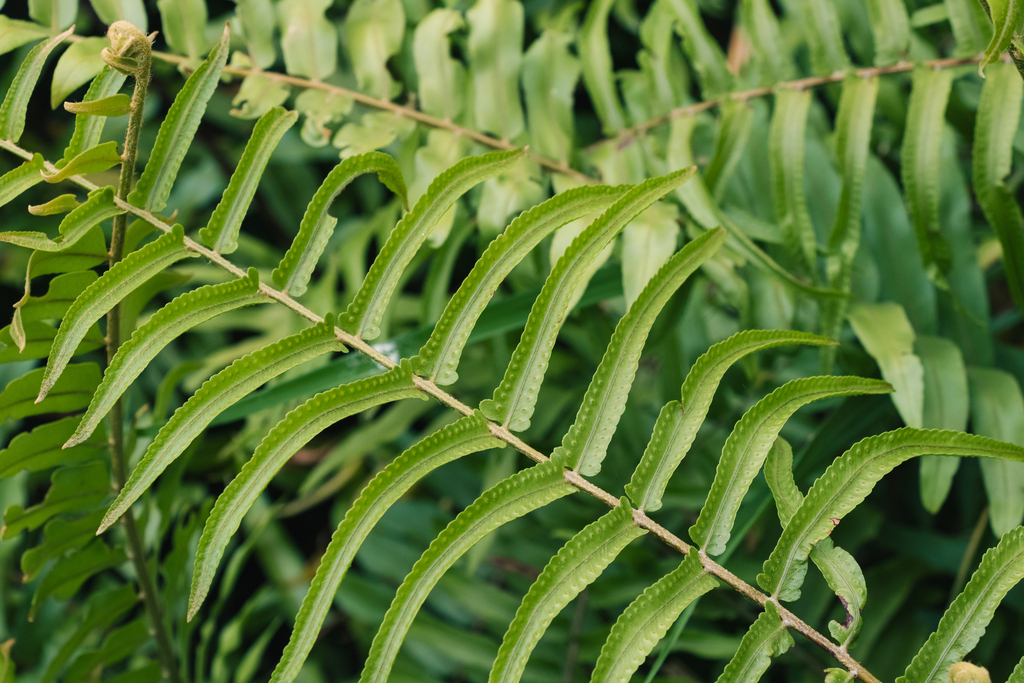 Broad Sword Fern from Bidadari Park, Singapore on March 5, 2025 at 10: ...