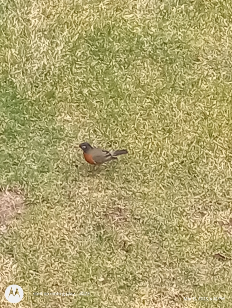 American Robin from Southgate, MI 48195, USA on March 15, 2025 at 04:18 ...