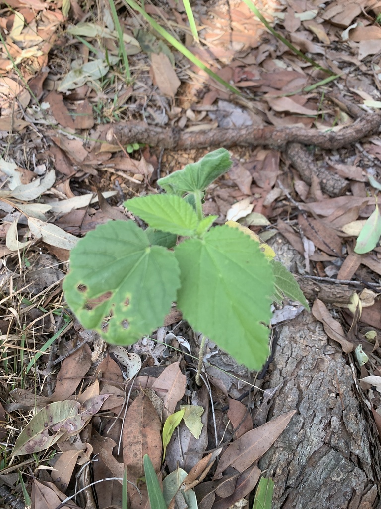 flannel weed from Pear St, Greenslopes, QLD, AU on March 16, 2025 at 07 ...