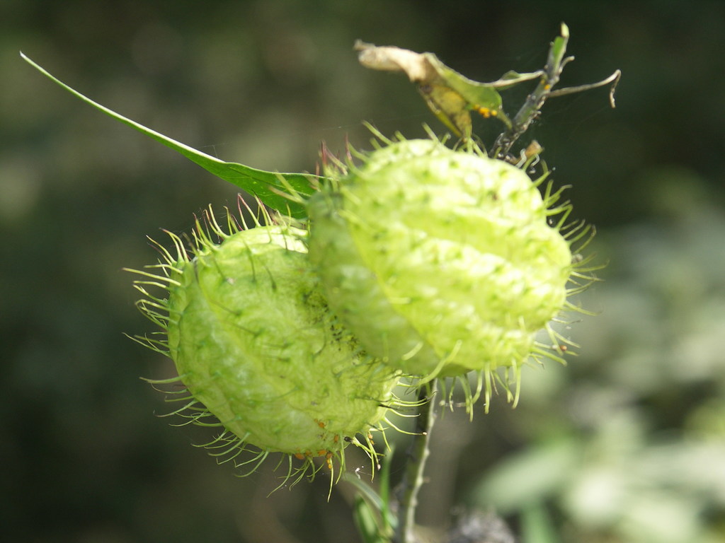 balloonplant from Wonglepong QLD 4275, Australia on August 14, 2004 at ...