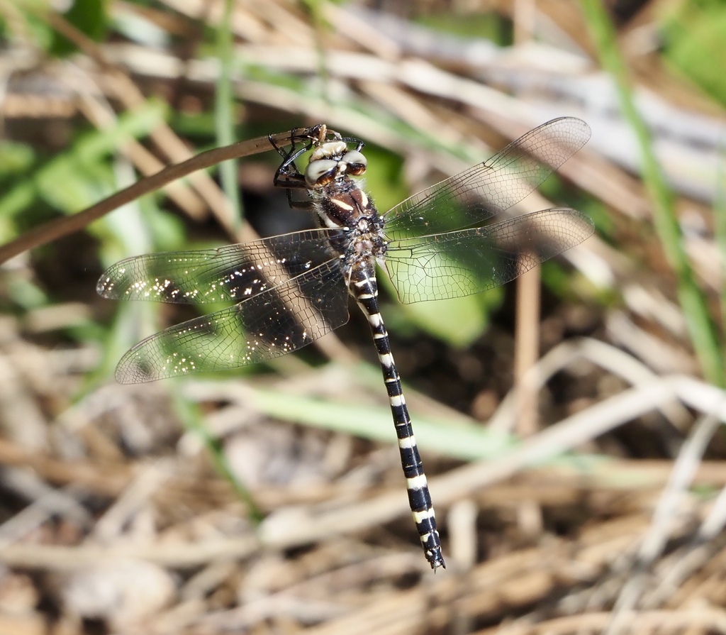 Say's Spiketail from Okaloosa County, FL, USA on March 15, 2025 at 09: ...