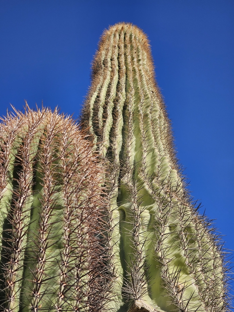 saguaro from Fortuna Foothills, AZ, USA on March 15, 2025 at 05:13 PM ...