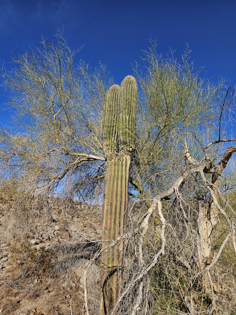 saguaro from Fortuna Foothills, AZ, USA on March 15, 2025 at 05:10 PM ...