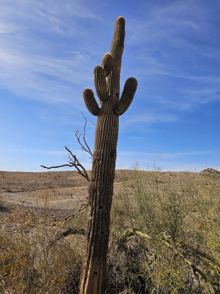saguaro from Fortuna Foothills, AZ, USA on March 15, 2025 at 04:44 PM ...