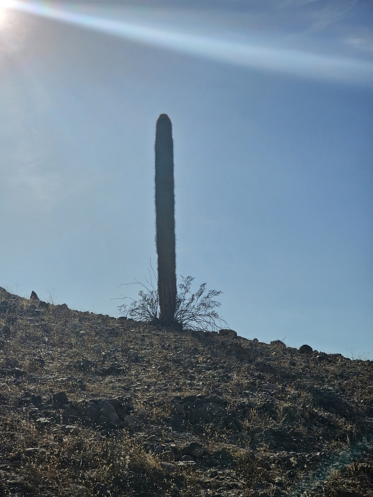 saguaro from Fortuna Foothills, AZ, USA on March 15, 2025 at 04:38 PM ...