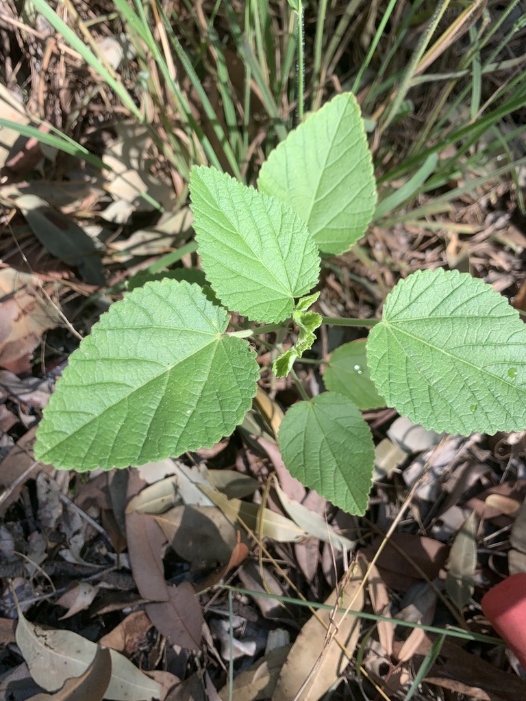 flannel weed from Pear St, Greenslopes, QLD, AU on March 16, 2025 at 08 ...