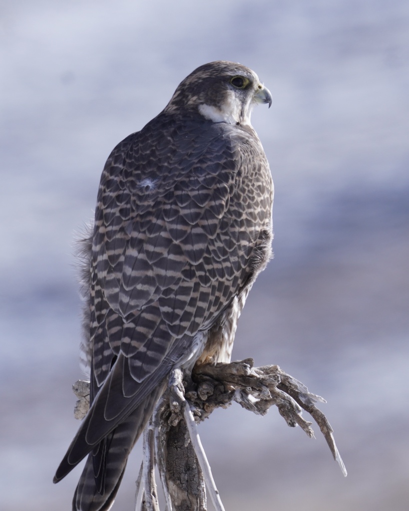 Eastern Saker Falcon in January 2025 by Mako Pisces · iNaturalist