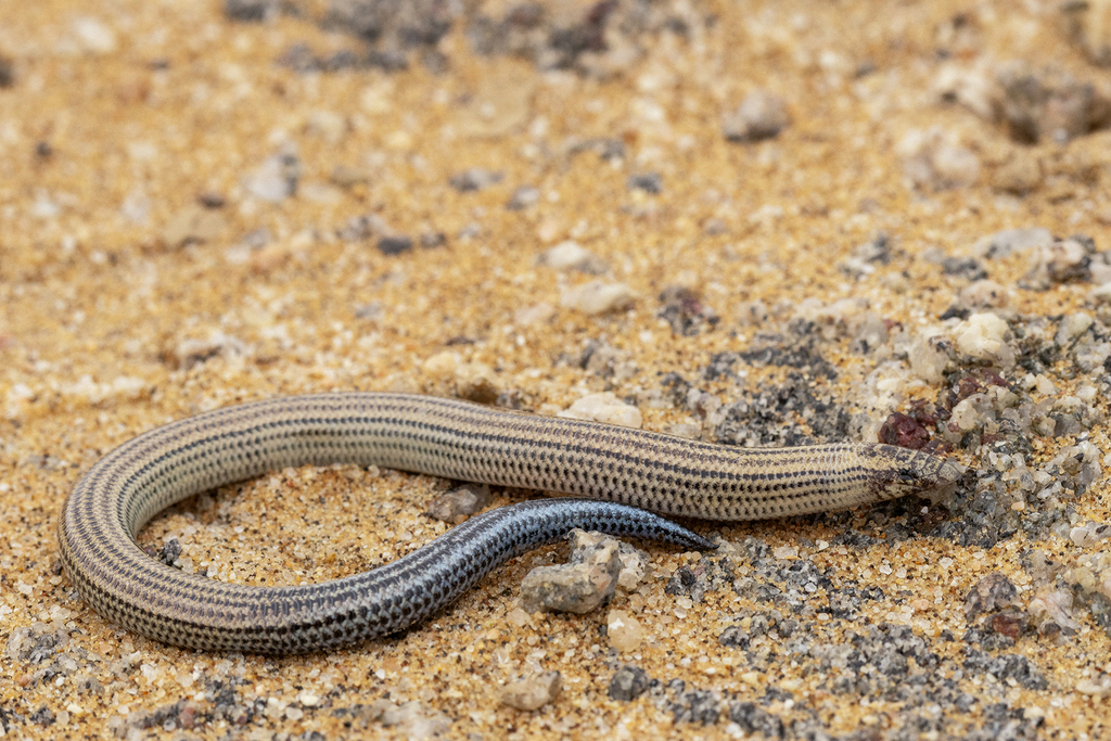 Short Blind Dart Skink from Erongo Region, Namibia on January 16, 2025 ...