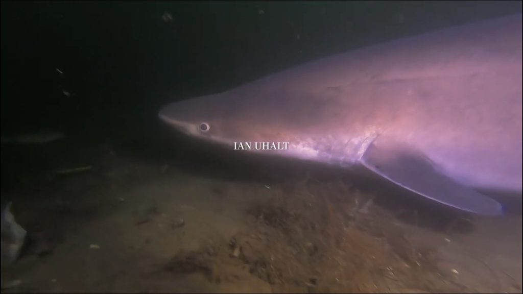 Bramble Sharks (Echinorhinidae) - Marine Life Identification