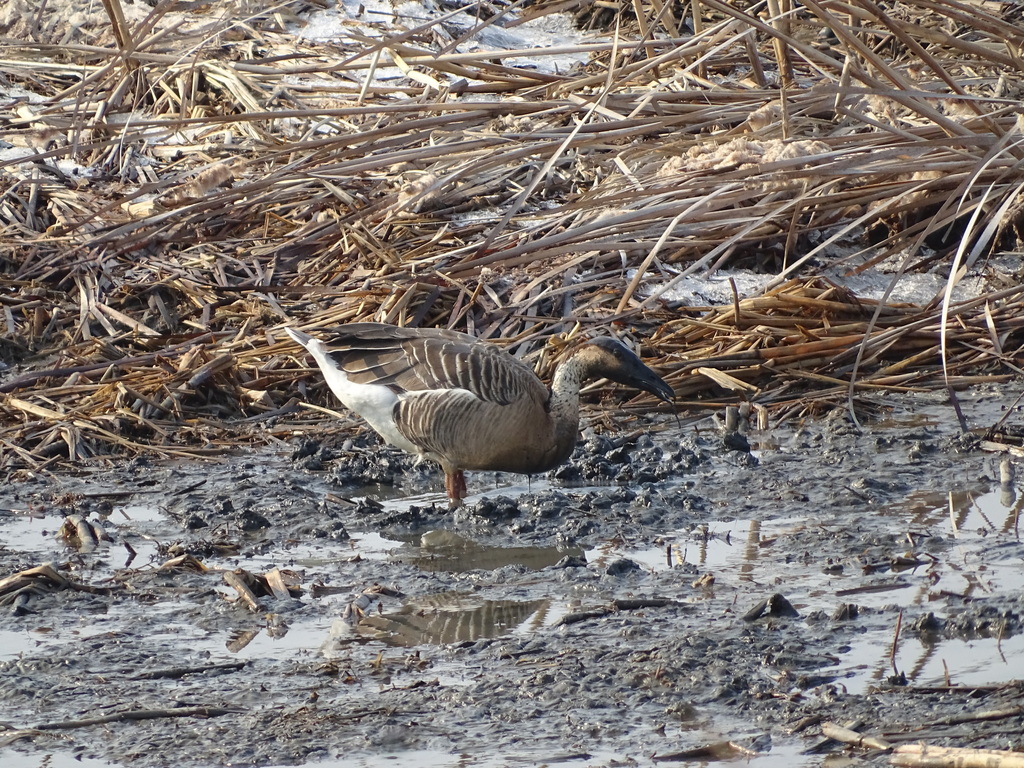 Swan Goose from Munbal-dong, Paju-si, Gyeonggi-do, South Korea on ...