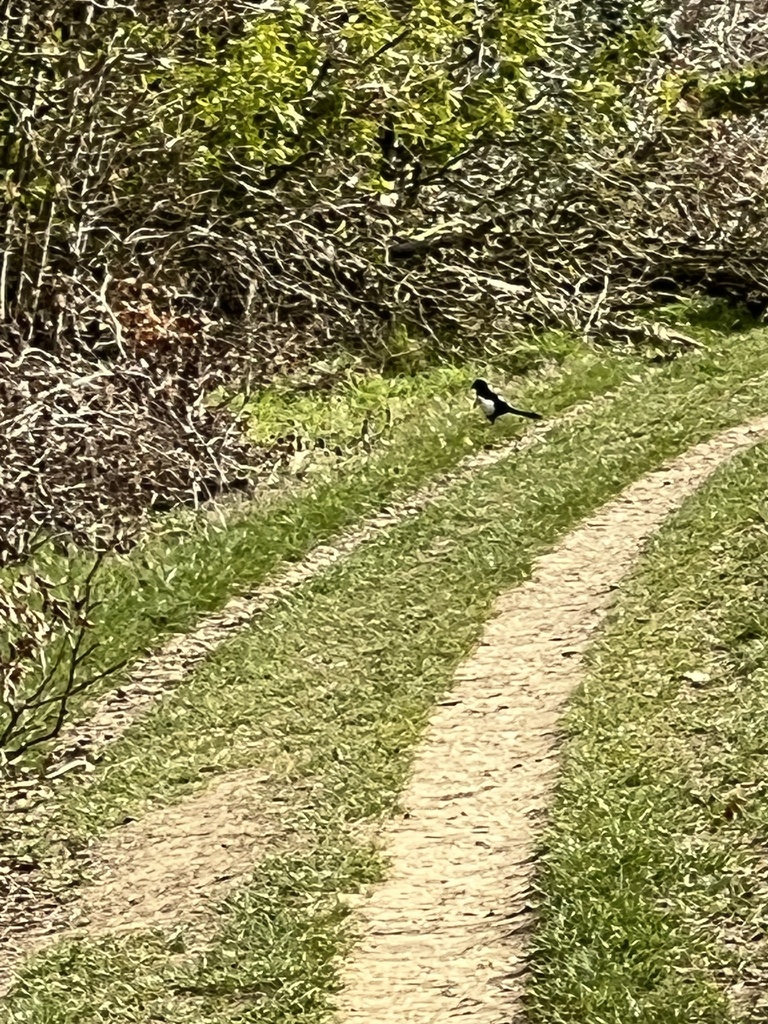 Eurasian Magpie from Chilterns National Landscape, High Wycombe ...
