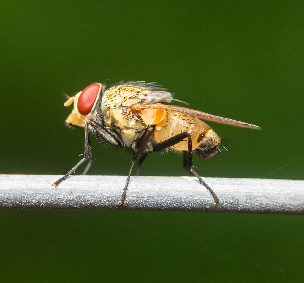 Rhyncomya cassotis from Fairview, Empangeni, 3880, South Africa on ...