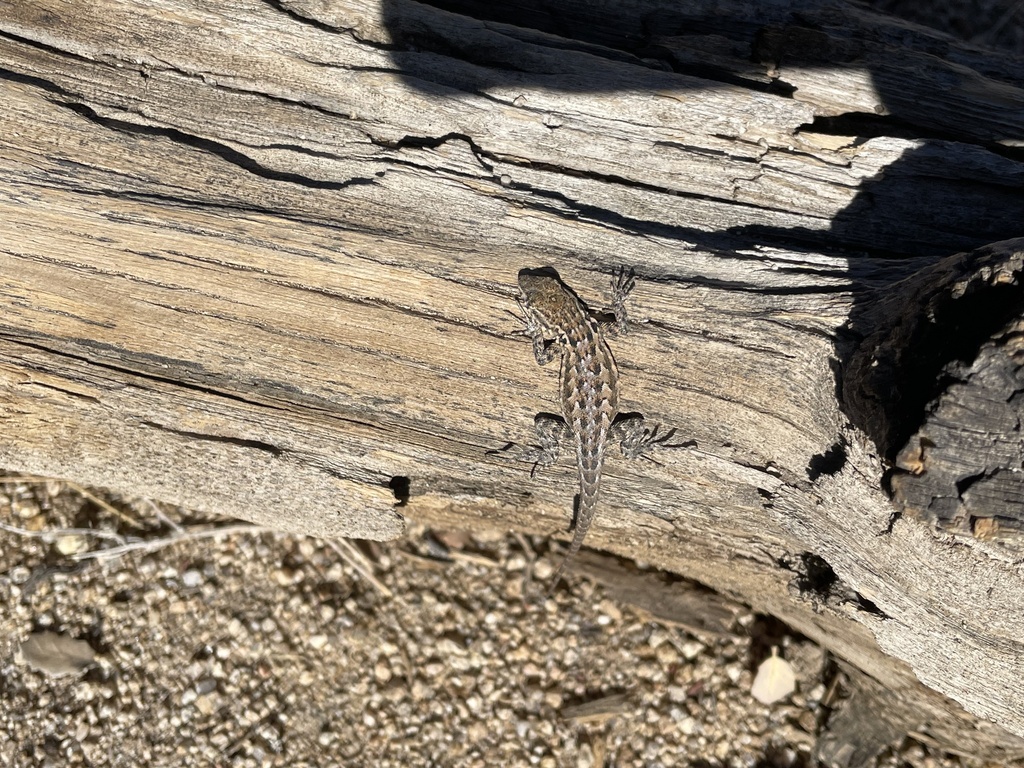 Common Side-blotched Lizard from Joshua Tree National Park, Desert Hot ...