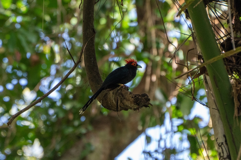 Red-crested Malkoha from Bagong Silang, Laguna, Philippines on March 6 ...