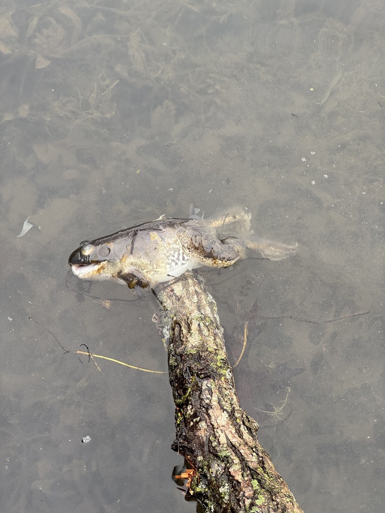 American Bullfrog from Haven Hill Lake, Highland, MI, US on March 16 ...