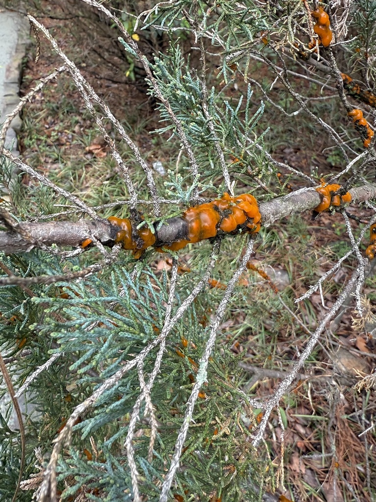 quince rust from Museum of Life and Science, Durham, NC, US on March 16 ...