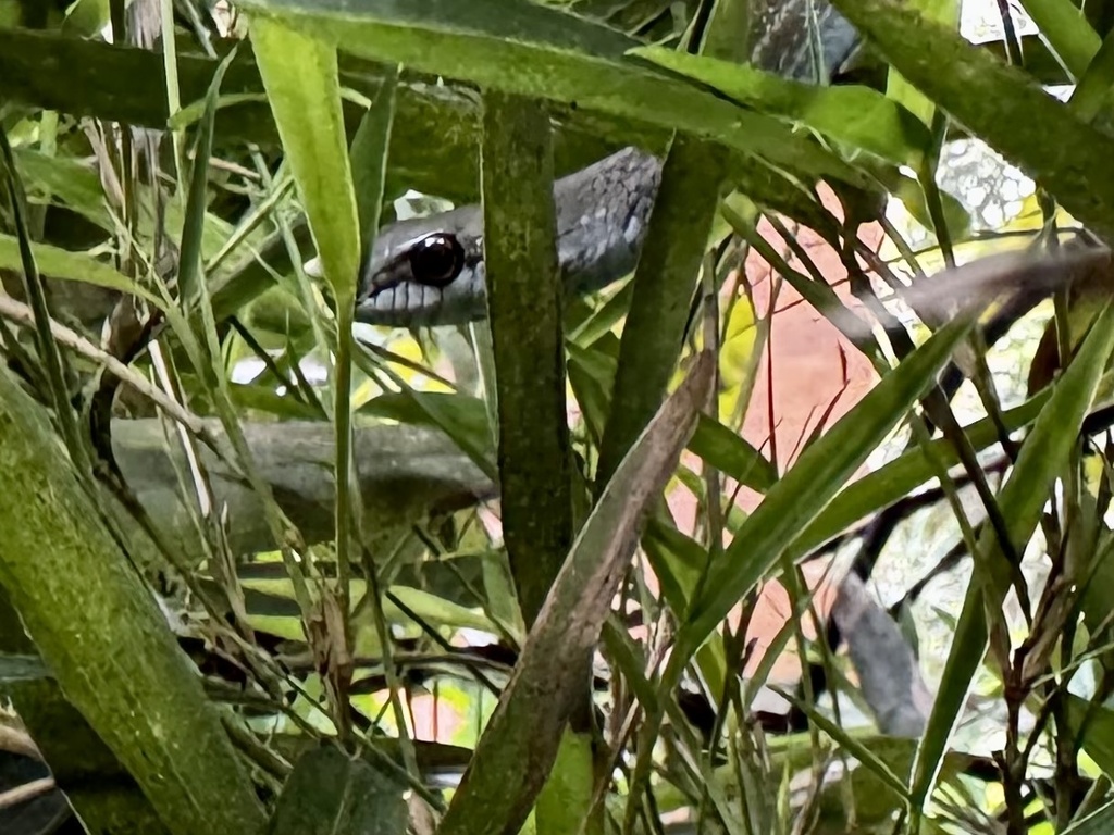 Daniel's Tropical Racer from Calle 9, Medellín, Antioquia, CO on March ...