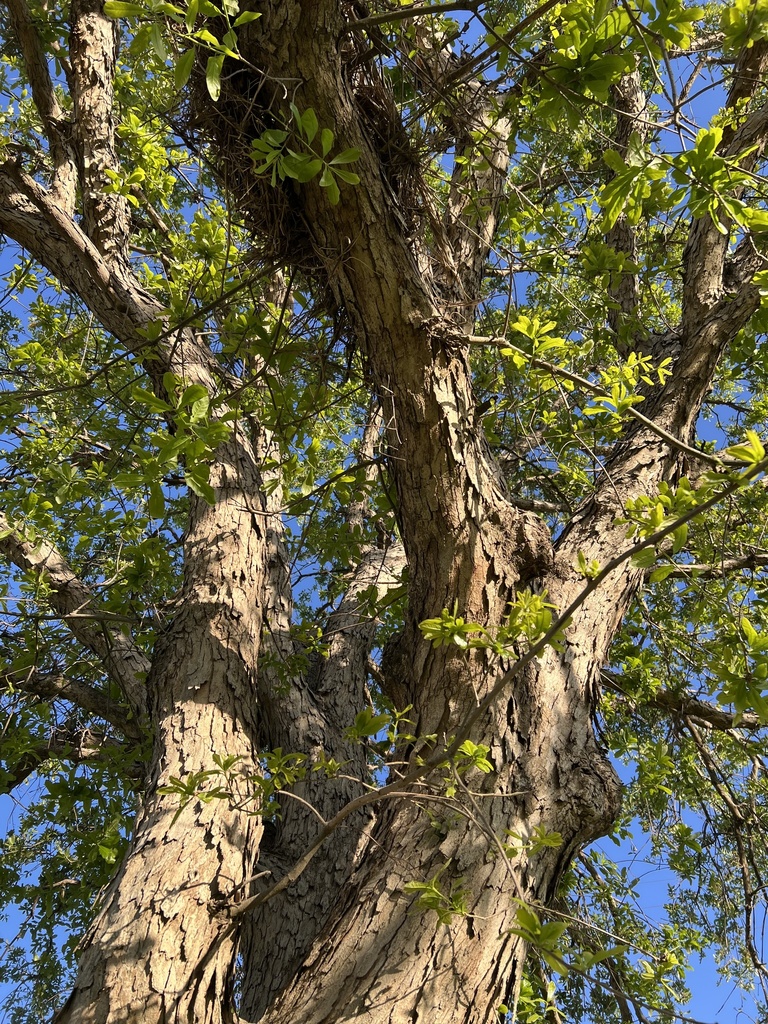 Bastard oak from White Oak Dr, Houston, TX, US on March 16, 2025 at 08: ...