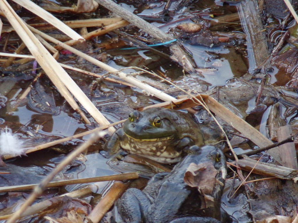 American Bullfrog from Quincy, MA, USA on March 16, 2025 at 01:51 PM by ...