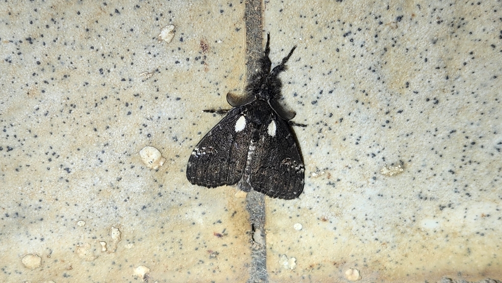 Olene inclusa from 香港大帽山C45P+HV on March 16, 2025 at 09:19 PM by CHIK ...