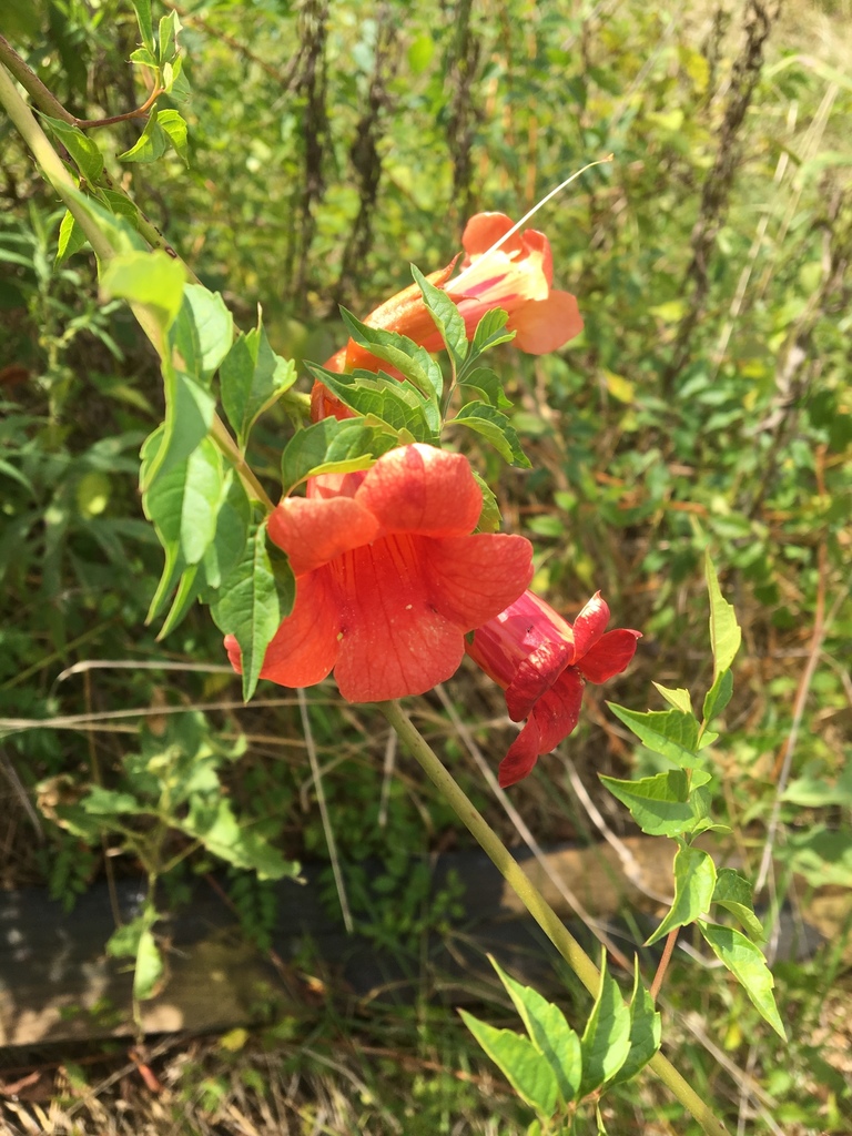 American trumpet vine from 22401, Fredericksburg, VA, US on August 10 ...