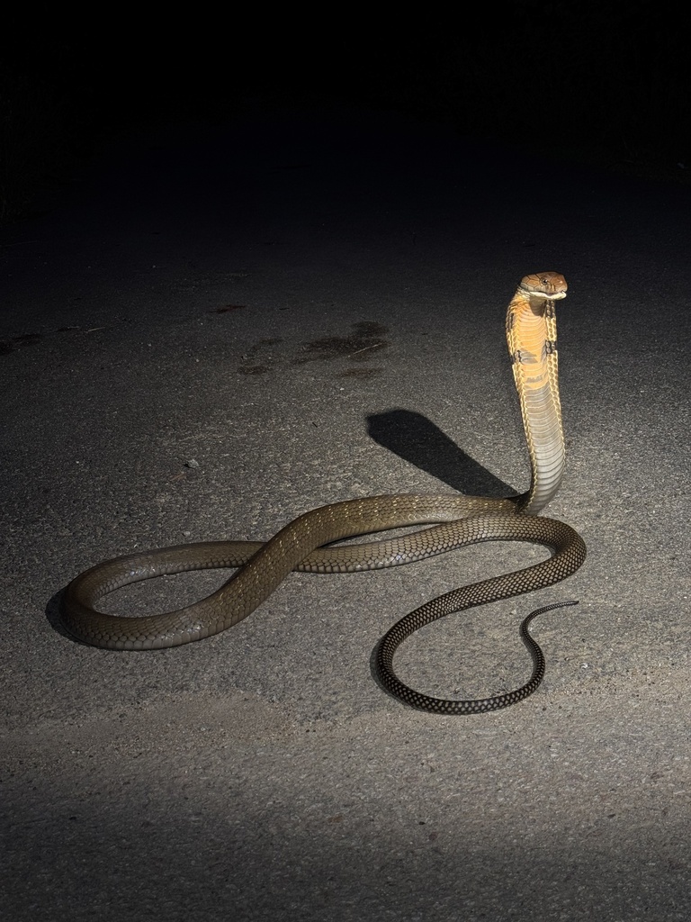 Sunda King Cobra in March 2025 by Marcus Lucassen and Rikke Nielsen ...