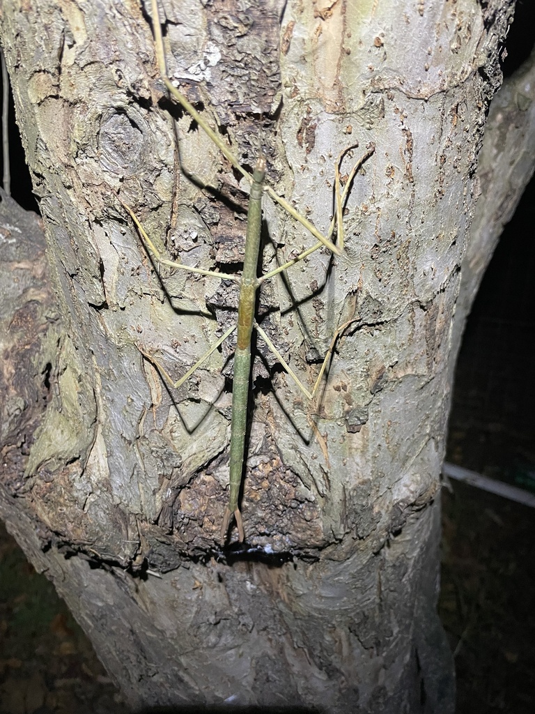 Margin-winged Stick Insect from Lowes Rd, Yarra Junction, VIC, AU on ...