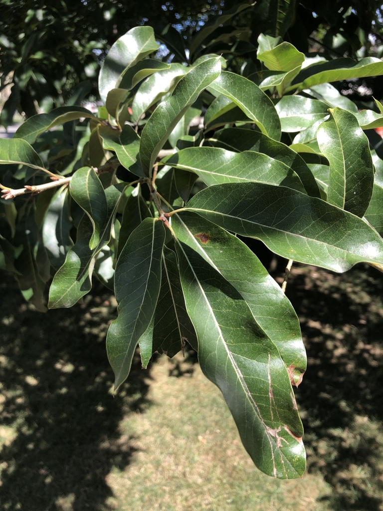 shingle oak from The Ohio State University, Columbus, OH, US on August 10, 2019 at 12:14 PM by ...