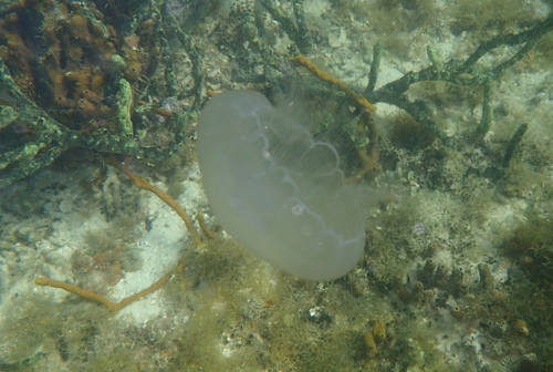 STRI Research Portal - Aurelia marginalis