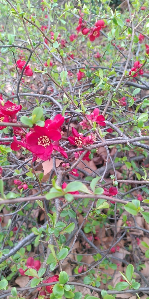 Flowering quinces from Royate Hill, Eastville, Bristol BS5 6QG, UK on ...