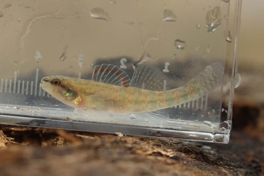 Backwater Darter in March 2025 by Ezra Staengl · iNaturalist