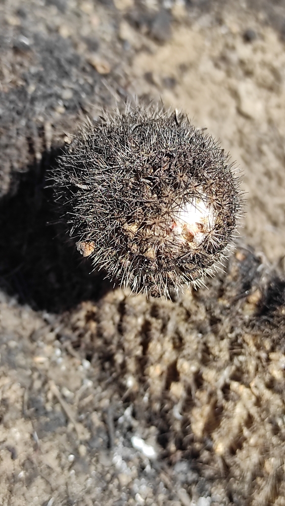 Biznaga llavina desde 22564 B.C., México el 04 de enero de 2025 a las 11:45 AM de S Alberto ...