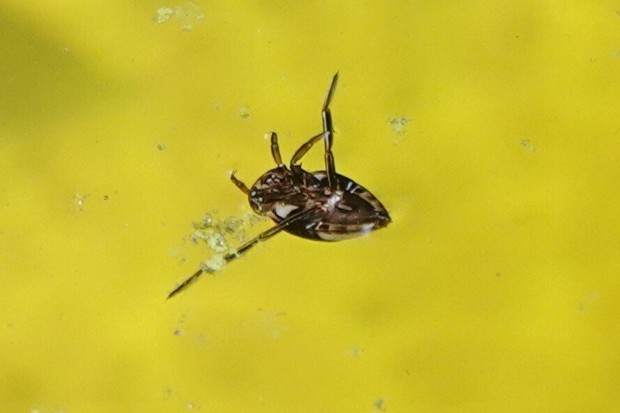 Enithares from Hang Dong, Doi Suthep-Pui, Chiang Mai, Thailand on March ...