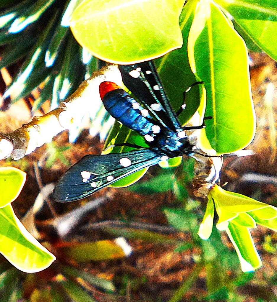 Polka-Dot Wasp Moth from North Naples, FL, USA on March 16, 2025 at 03: ...