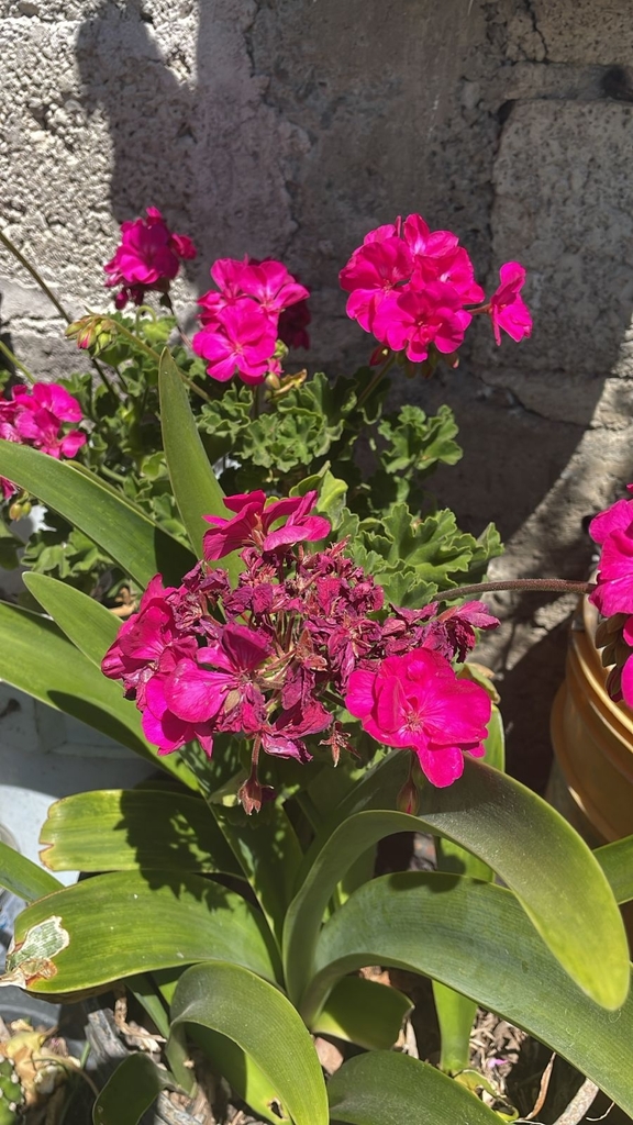 garden geranium from 43983 Los Cides, Hgo., México by Aide lozano ...