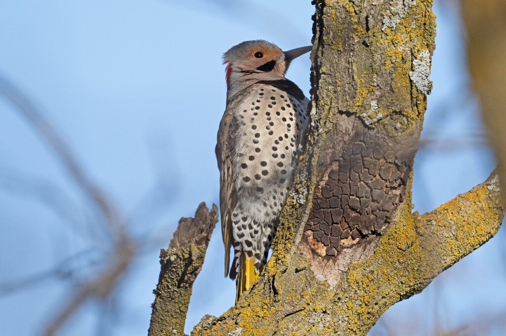 Northern Yellow-shafted Flicker from Lancaster County, NE, USA on March ...
