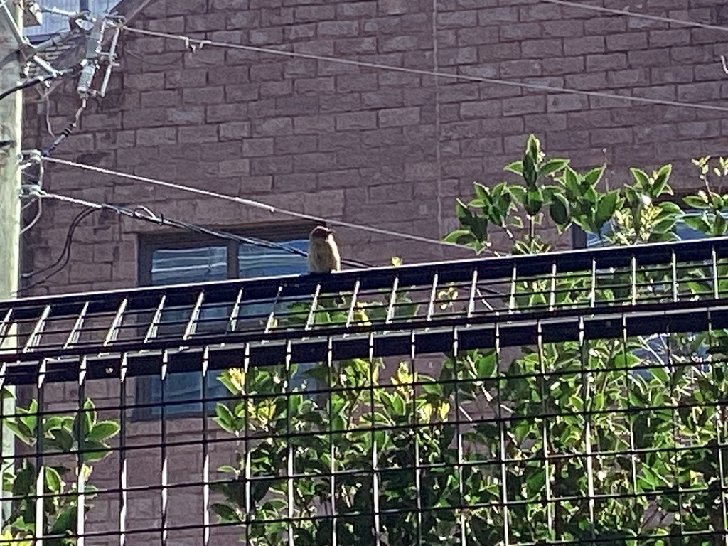 House Finch from Midtown, Atlanta, GA, USA on March 17, 2025 at 03:29 ...