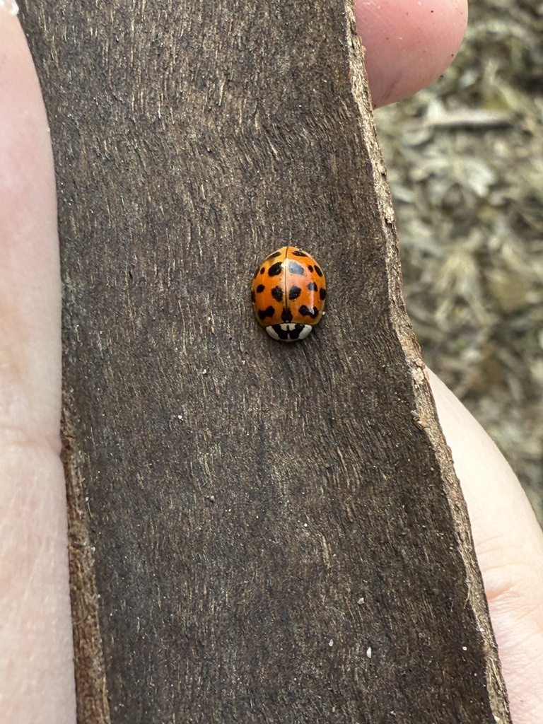 Asian Lady Beetle from South Seattle College, Seattle, WA, US on March ...