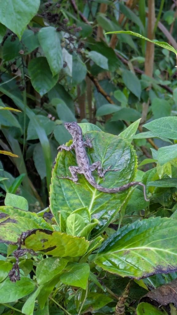 Brown Anole from Pāhoa on March 17, 2025 at 05:45 PM by Talon · iNaturalist