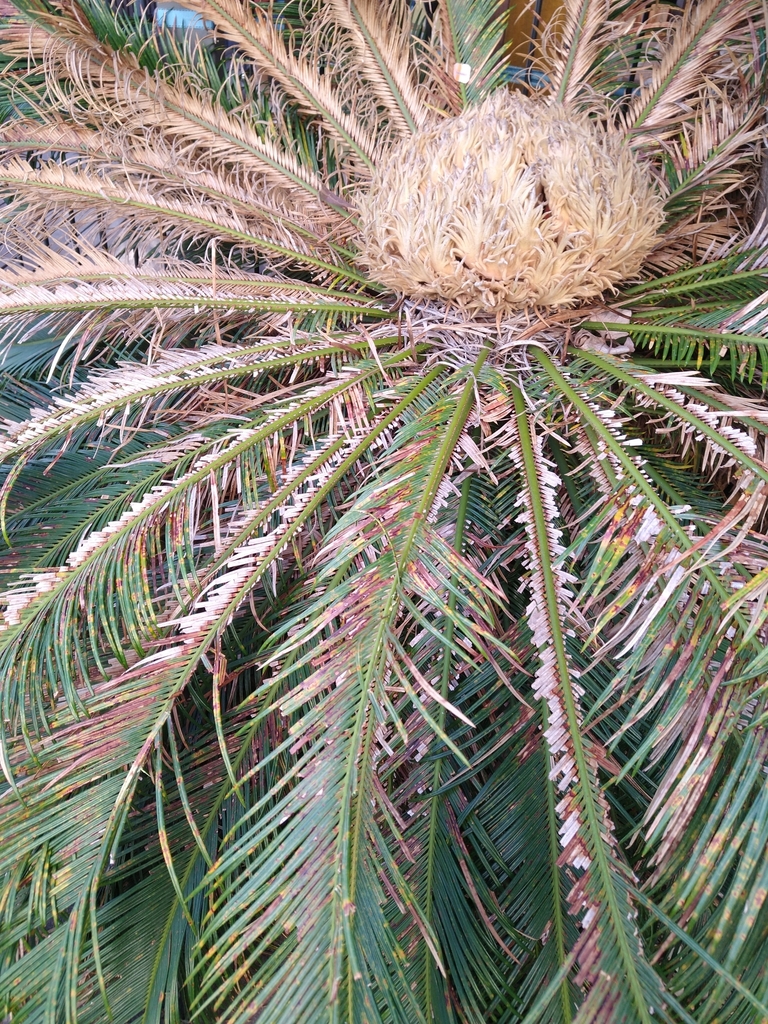 Cycads from Bellambi NSW 2518, Australia on March 18, 2025 at 07:45 AM ...