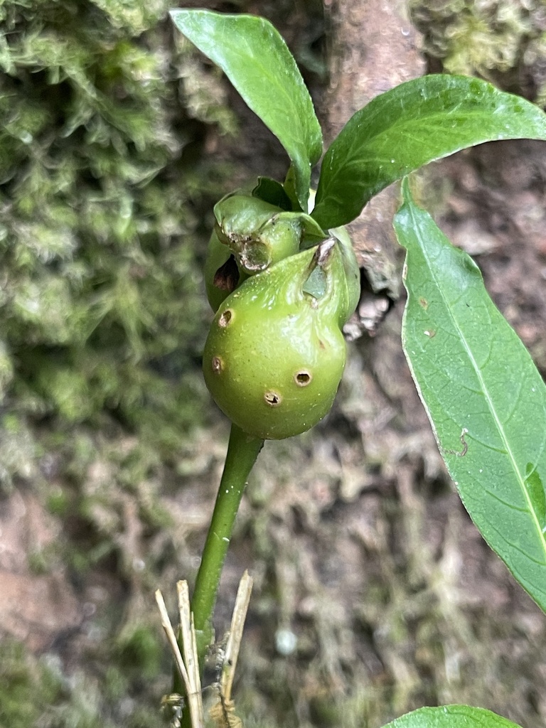 Insects from Santa Marta, Magdalena, Colombia on March 03, 2025 at 08: ...