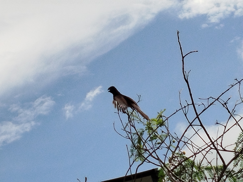 Garrapatero pijuy desde 276H+53X, Manta, Ecuador el 17 de marzo de 2025 ...