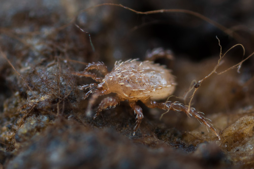 Macrocheles opacus · iNaturalist