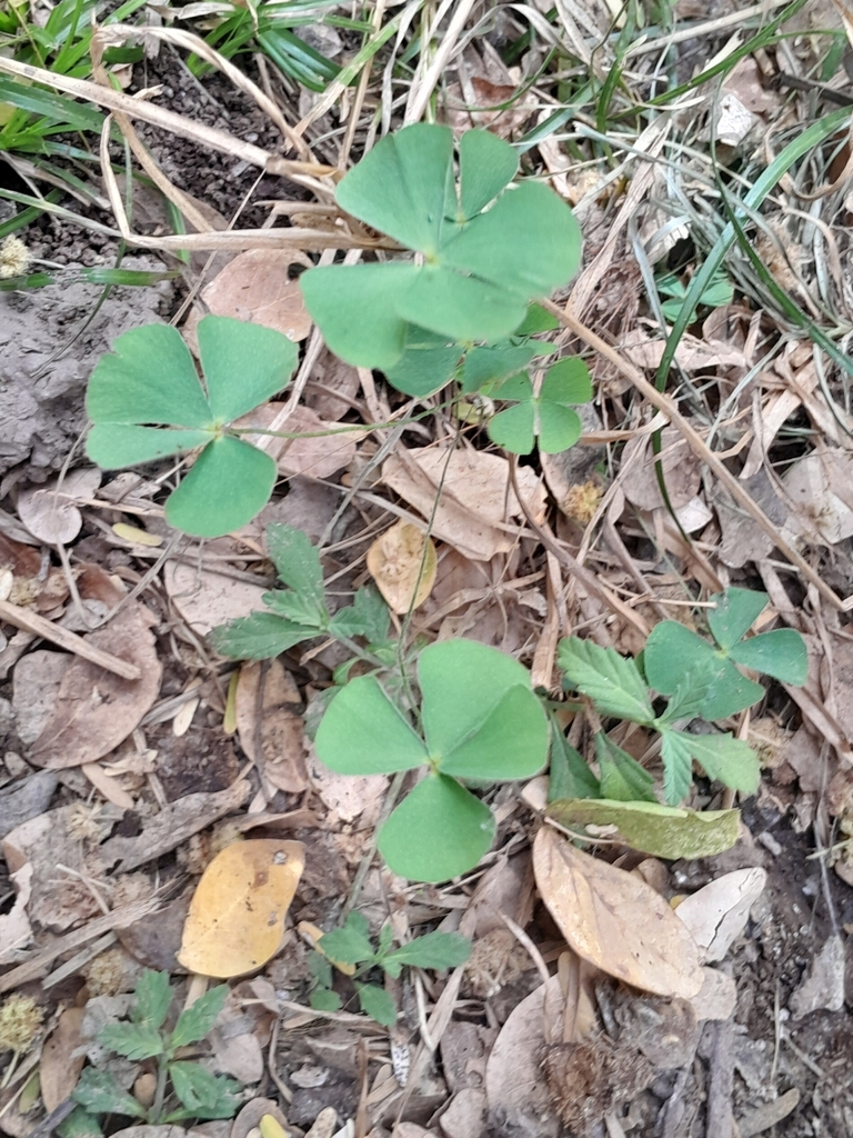 clover fern from 85237 Son., México on March 13, 2025 at 10:49 AM by ...